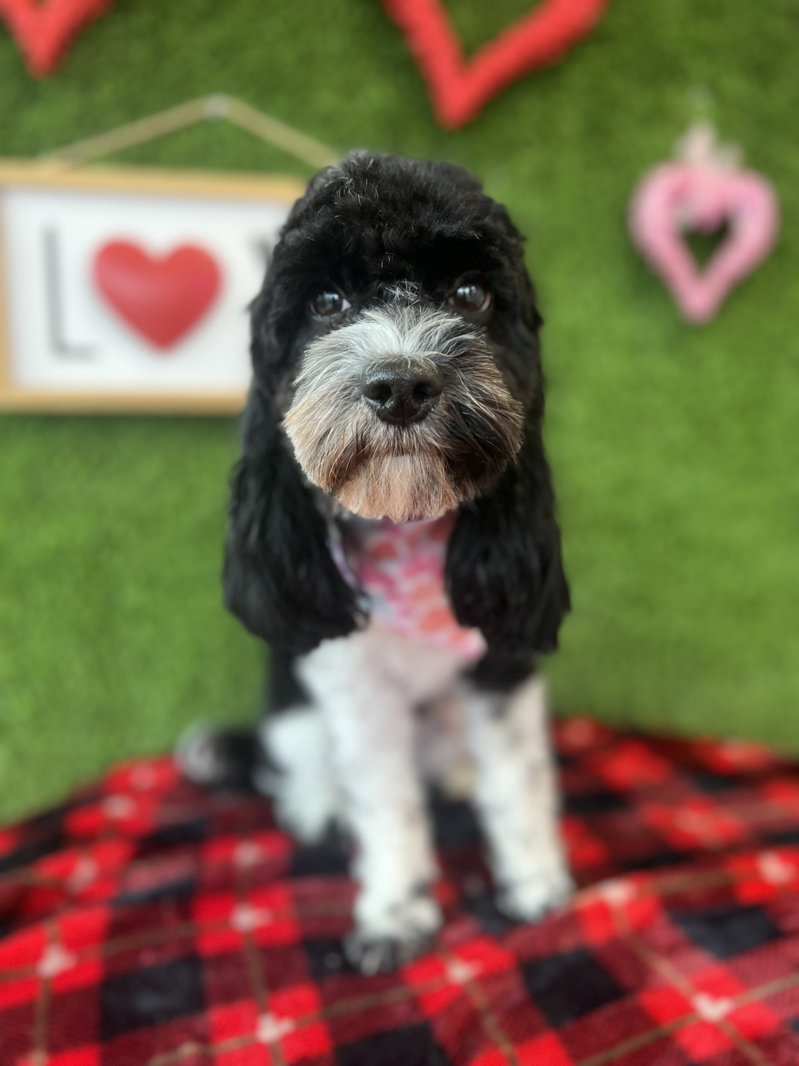 ”Hello Again” | Saved By Words